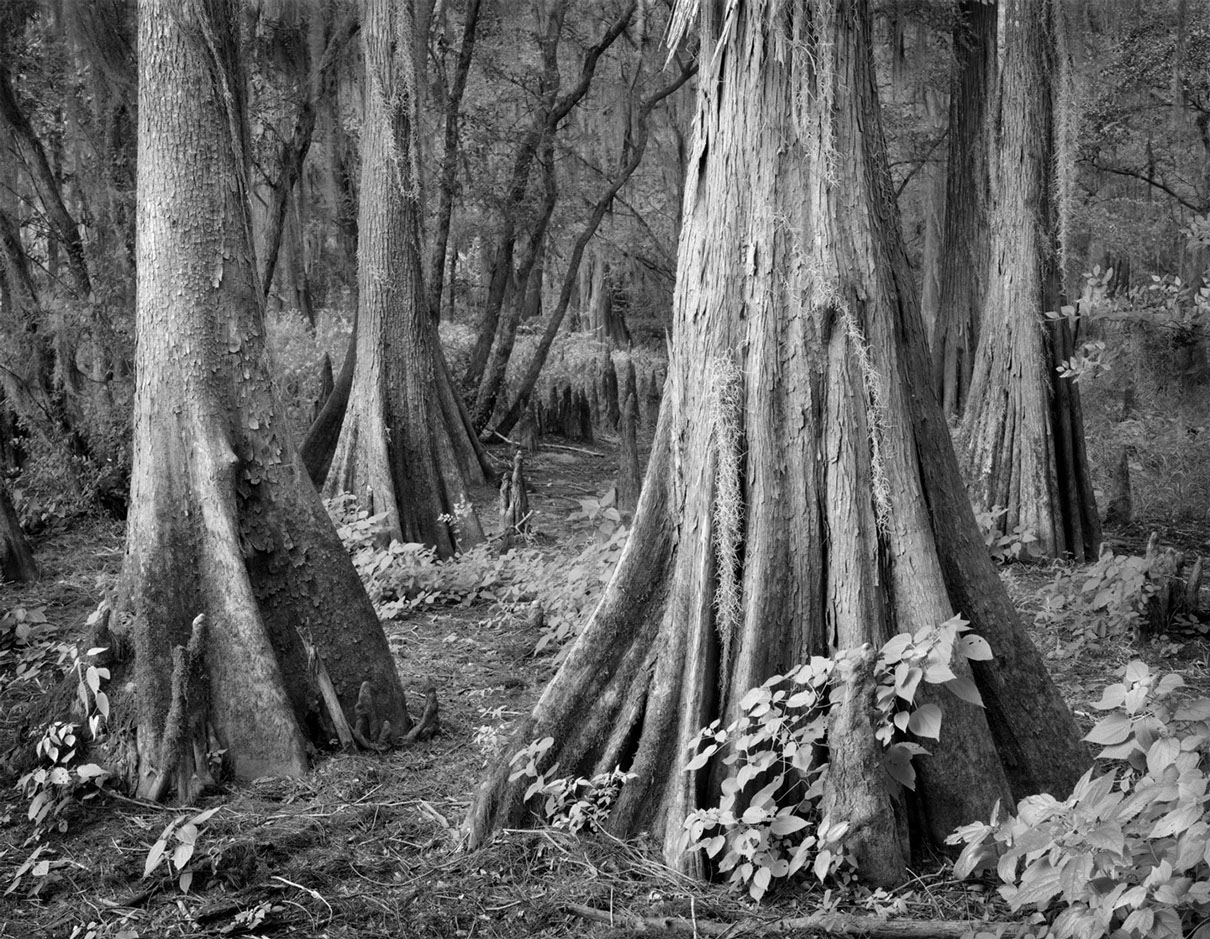 •Bayou